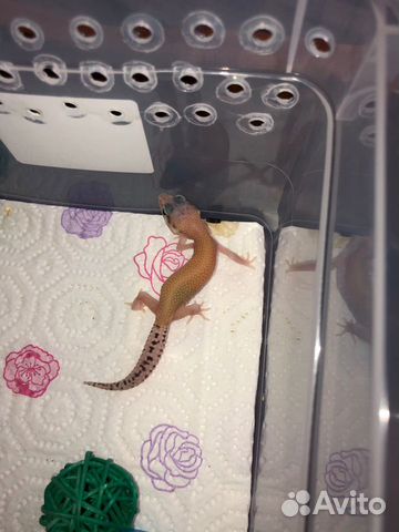 Геккон эублефар