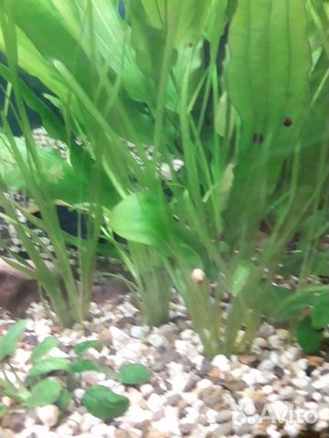 Ампулярии и растения