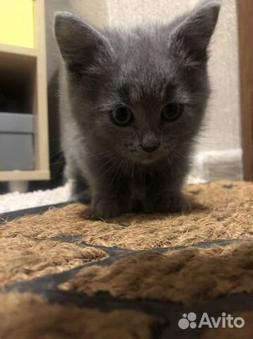 Шотланский прямоухий котенок