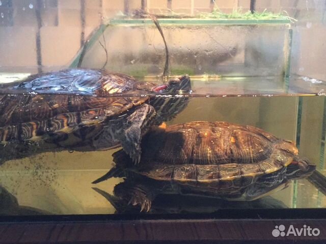 Красноухие черепахи вместе с аквариумом и фильтром