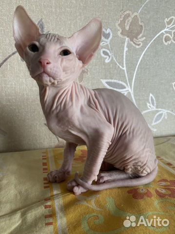 Котята сфинкс