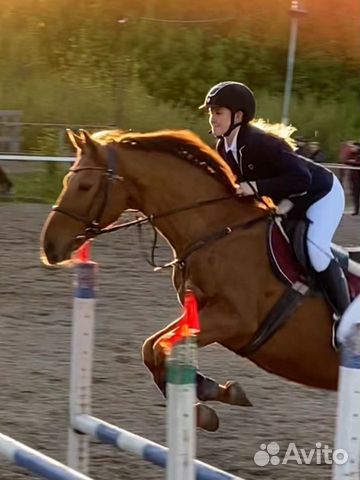 Жеребец к продаже