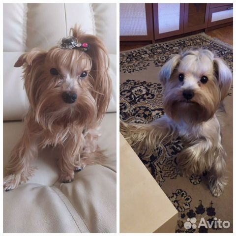 Йоркширский терьер Щенки