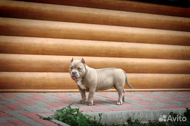 Американский булли экзот