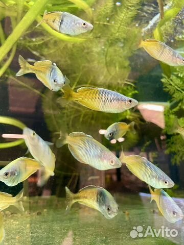 Миланотения Бойсмена мирная рыбкаа для аквариума