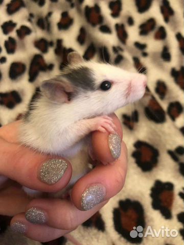 Декоративная крыса