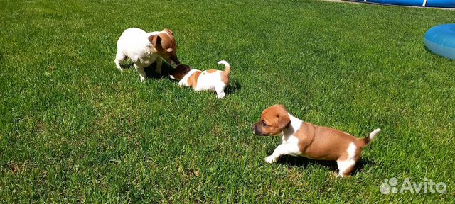 Продам чудесных щенков Джек Рассел терьер
