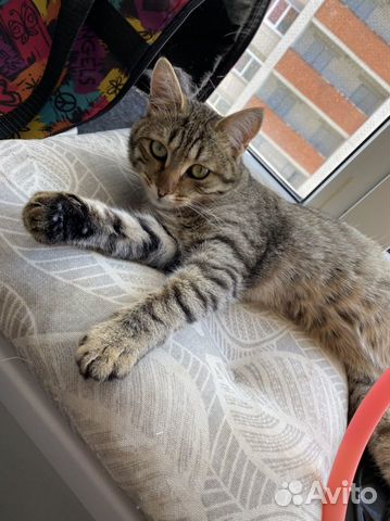 Котенок в добрые руки