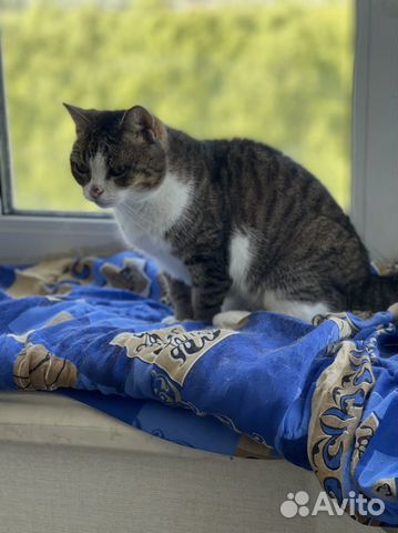 Закрывают приют