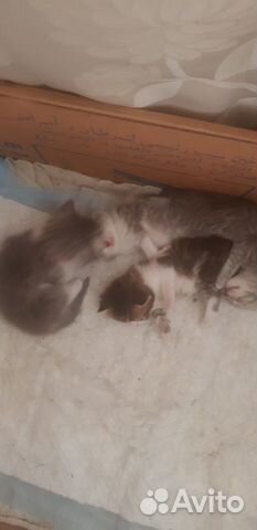 Шотландские котята