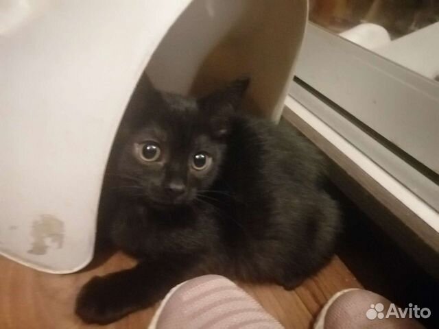 Котята чёрные, пр-р-н Две девочки в хорошие руки