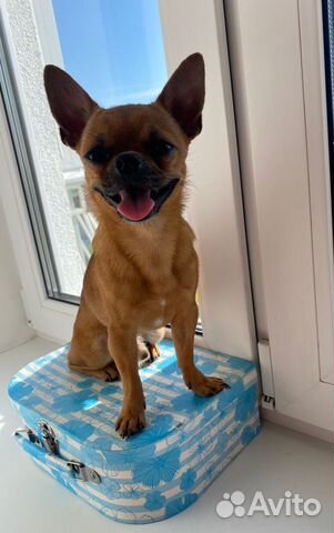 Вязка чихуахуа