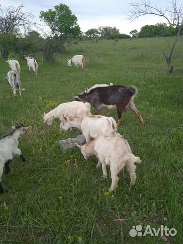 Козлята, козёл на племя