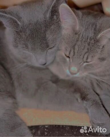 Котята