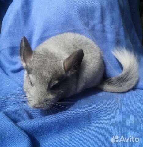 Шиншилла