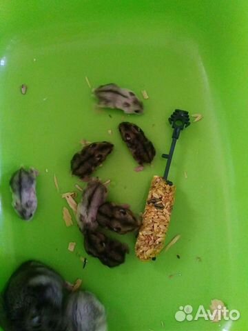 Джунгарский хомяк