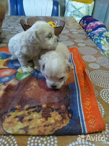 Щенки мальтийской болонки mini