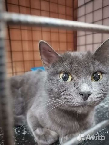 Британская кошка бесплатно