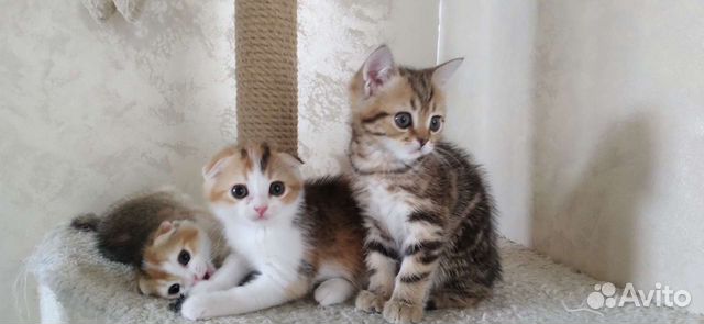 Чистокровные шотландские котята