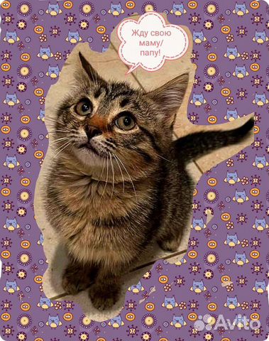 Котёнок девочка