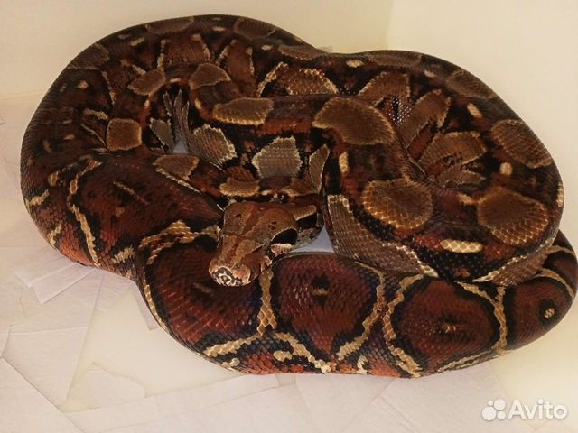 Удав самка