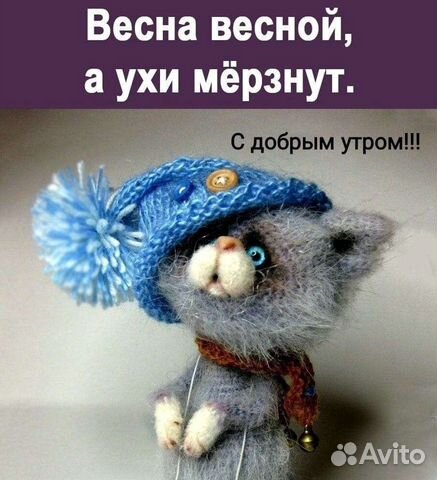 Кот рыжий, полгода примерно