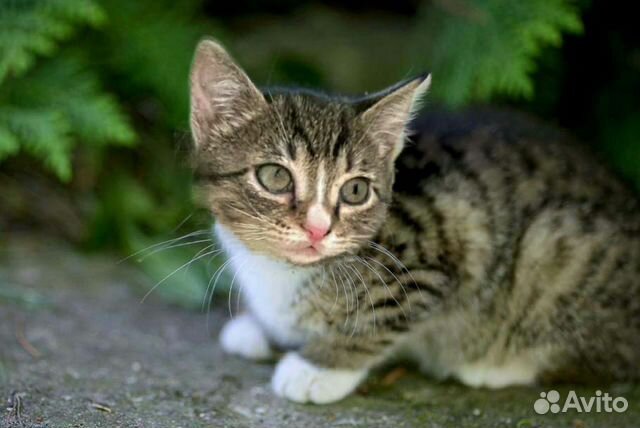 Котенок с глазами ангела ищет дом