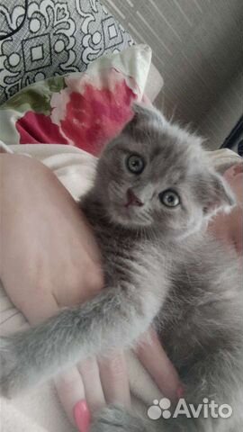 Котенок вислоухий