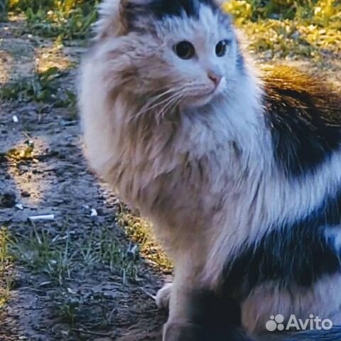 Нужна поддержка в оплате передержки