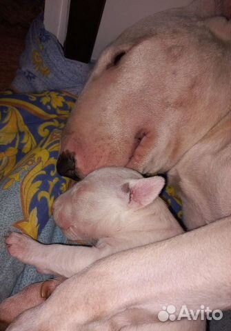 Бульки стандарт