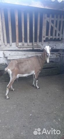 Коза чешская