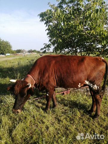 Телки-нетели