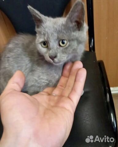 Котёнок Русская голубая найден под капотом