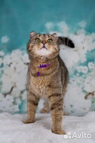 Кот в добрые руки