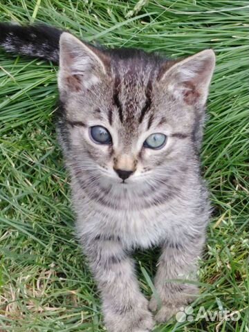 Отдам ласковых полосатых котят в добрые руки