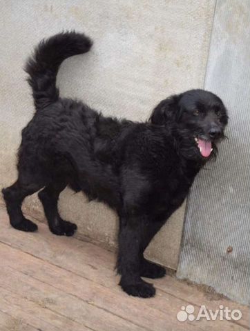 Собака мальчик, Гек ищет дом