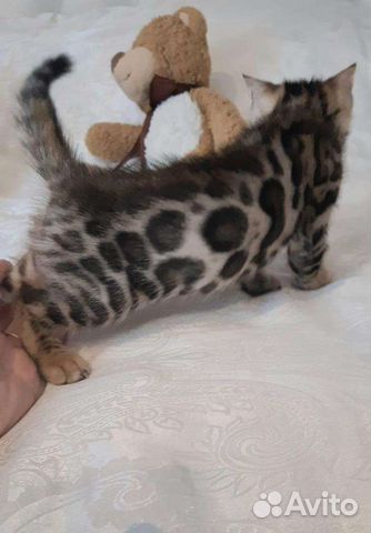 Бенгальская кошка