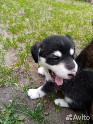 Щенки в добрые руки