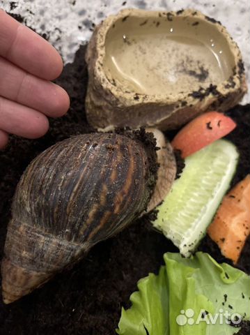 Отдам бесплатно улиток ахатин с террариумом