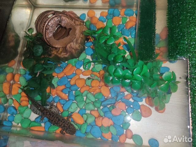 Тритоны с аквариум