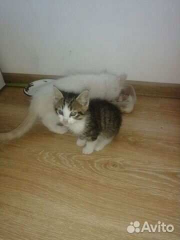 Котенок Фунтик 2 месяца с доставкой