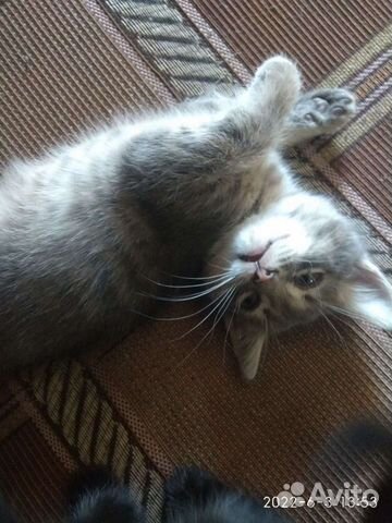 Кошка