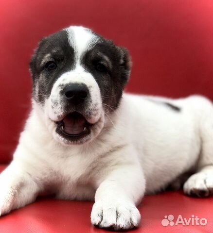 Среднеазиатская овчарка алабай