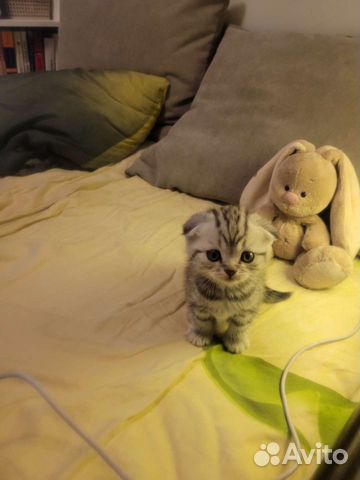 Котеное шотландский вислоухий