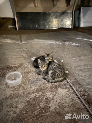 Котята в добрые руки даром