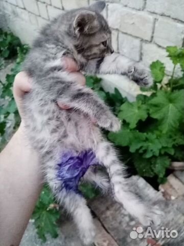 Помогите спасти котенка,ранен