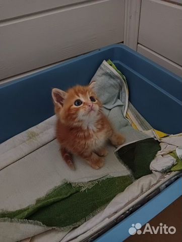 Котята рыжики ищут дом