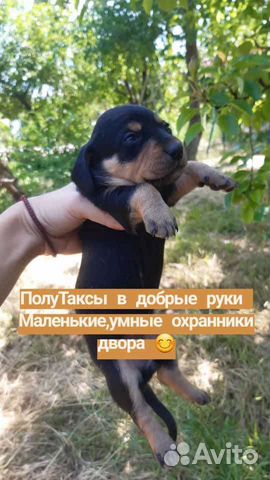 Щенки полуТаксы