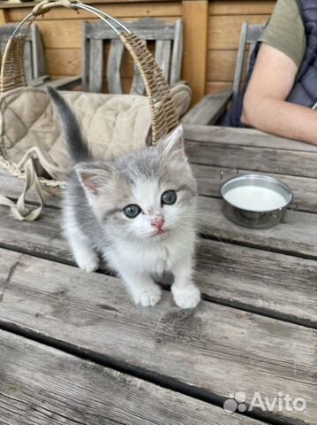 Отдам котенка в хорошие руки