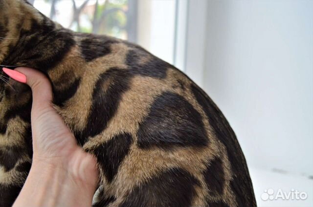 Бенгальская девочка в разведение